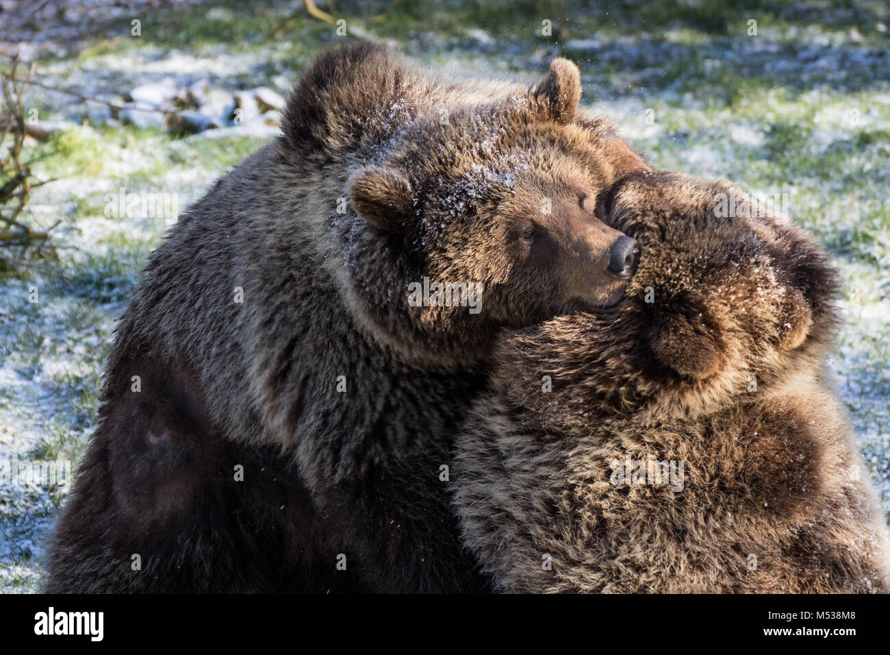 Bears Hugging High Resolution Stock Photography and Images - Alamy
