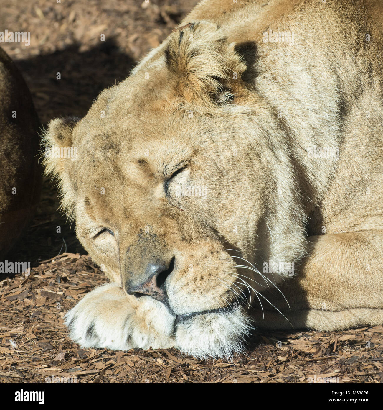 Portrait of a Lioness Napping Stock Photo - Alamy