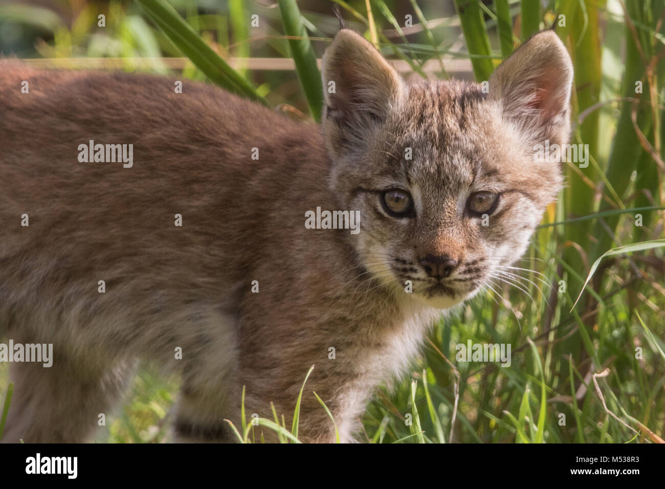 Canadian Lynx cub portrait Stock Photo - Alamy