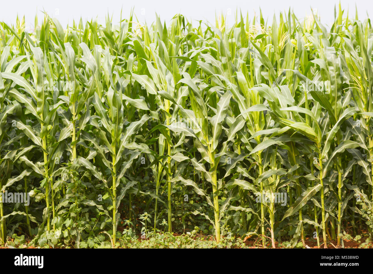 growing corn plantations in farming of Thailand Stock Photo - Alamy