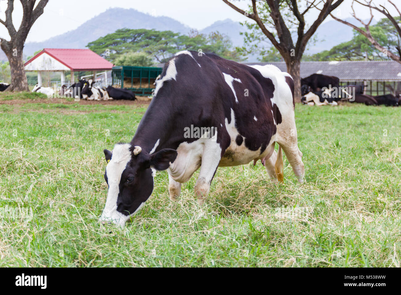 Cow standing eat grass on the green field farm Stock Photo - Alamy