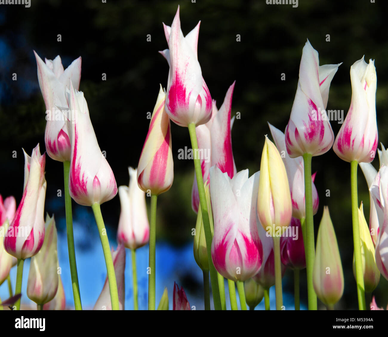 Tulipa Istanbul High Resolution Stock Photography and Images - Alamy