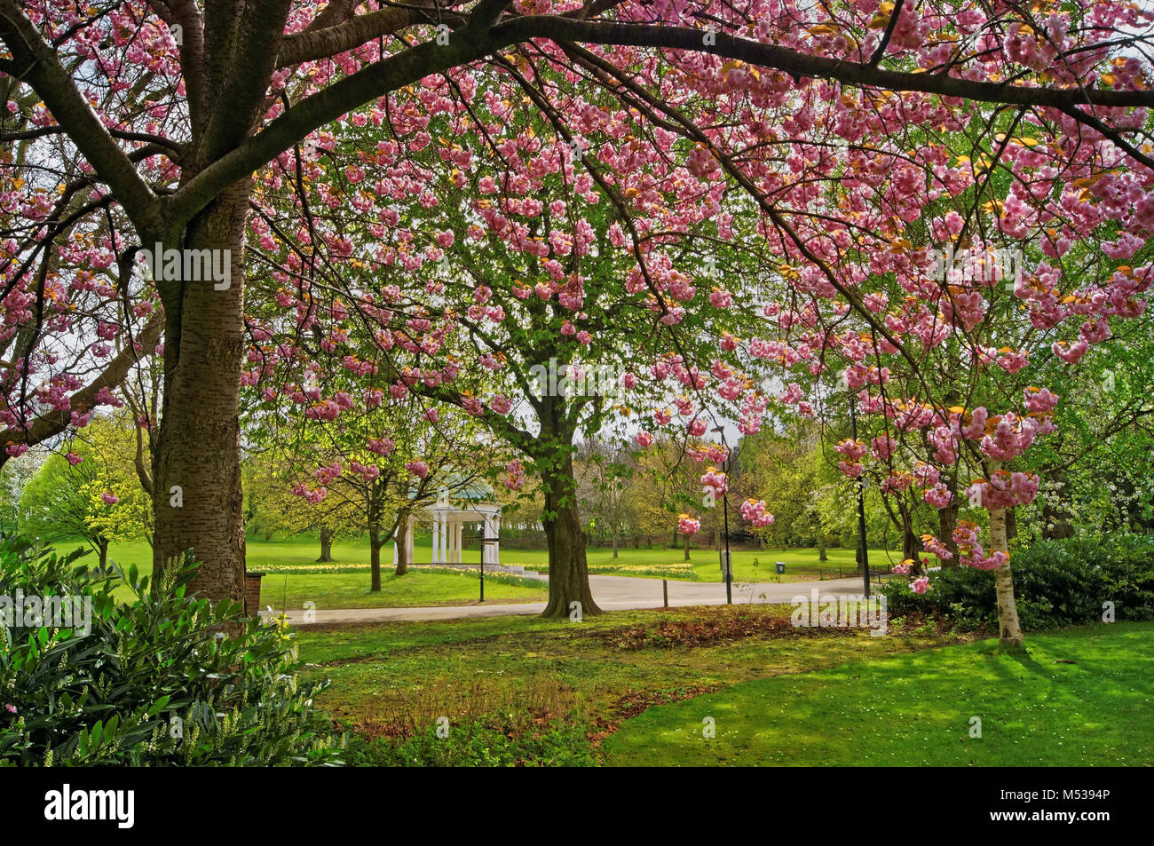 Clifton park cherry blossom hi-res stock photography and images - Alamy