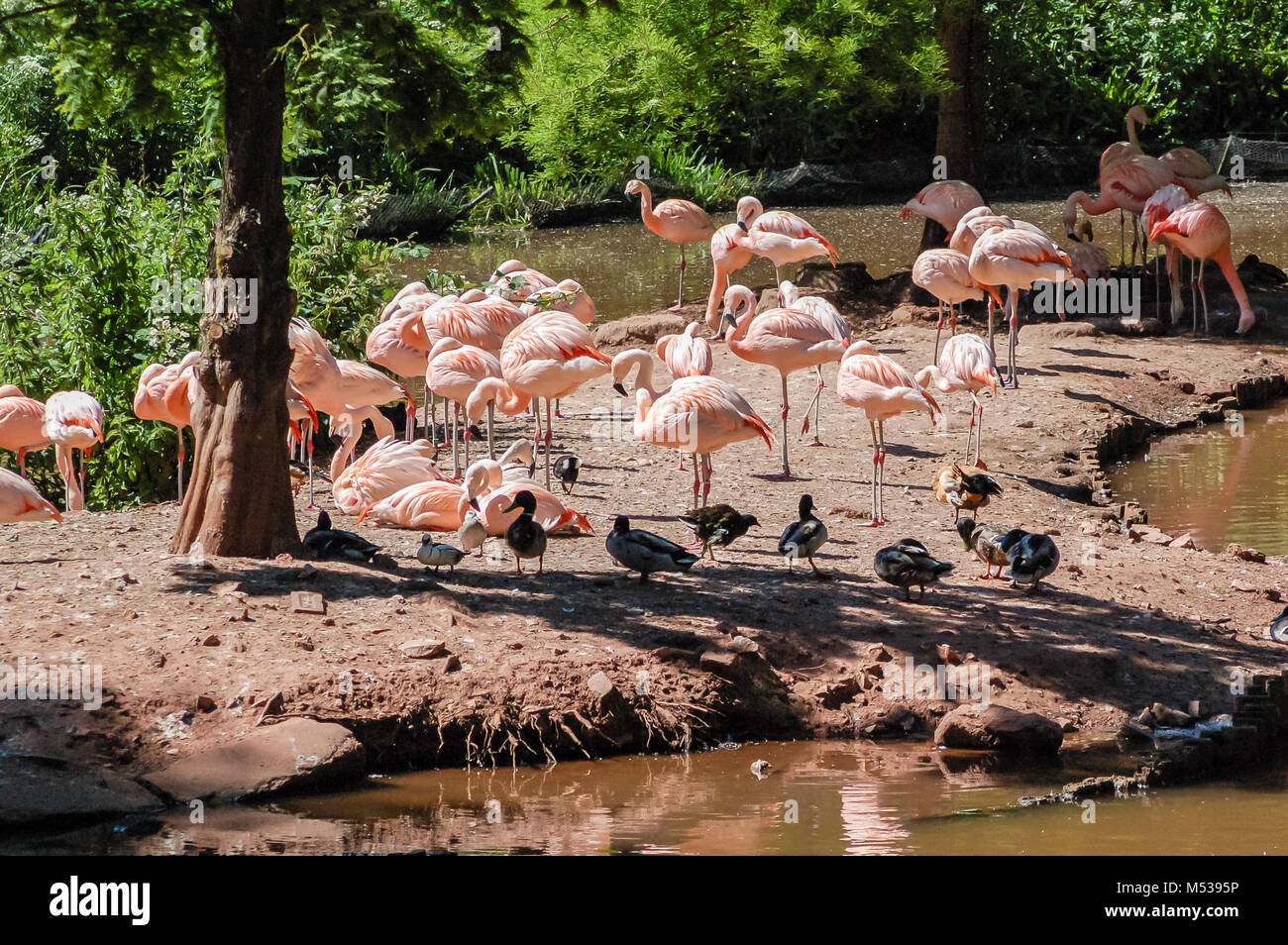 Flamingo enclosure hi-res stock photography and images - Alamy