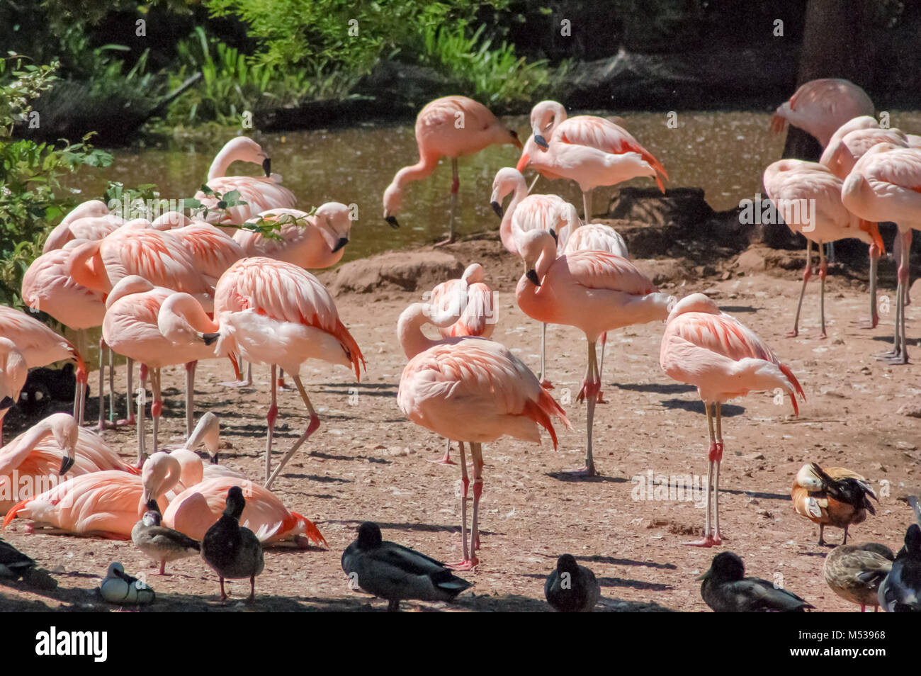 Flamingos in their enclosure at Paignton Zoo in Devon, UK Stock Photo ...
