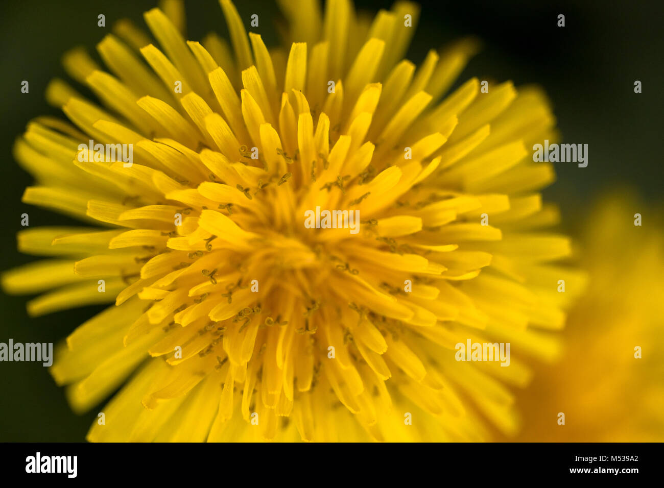 Dandelion in full bloom Stock Photo - Alamy