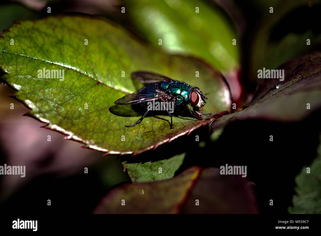 Insects in Living Color Stock Photo - Alamy