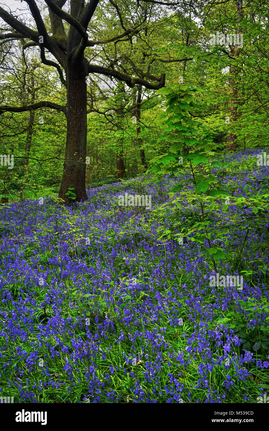 UK, South Yorkshire, Sheffield, Woolley Wood Bluebells Stock Photo - Alamy