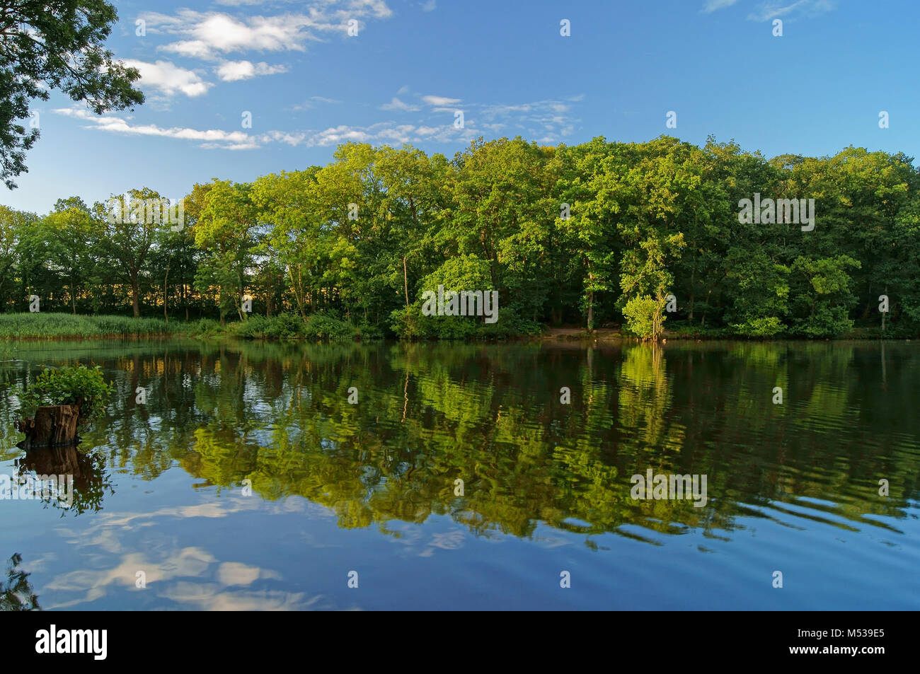 Somerset nature reserve hi-res stock photography and images - Alamy