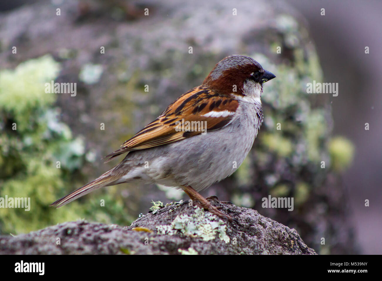 Cute little brown bird hi-res stock photography and images - Alamy