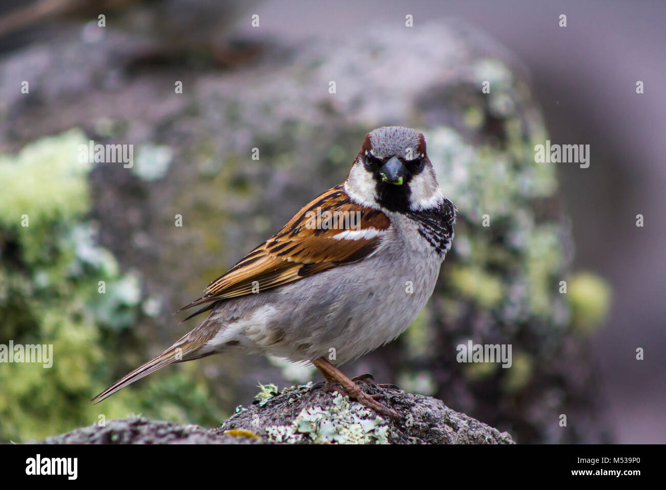 Sweet looking bird hi-res stock photography and images - Alamy