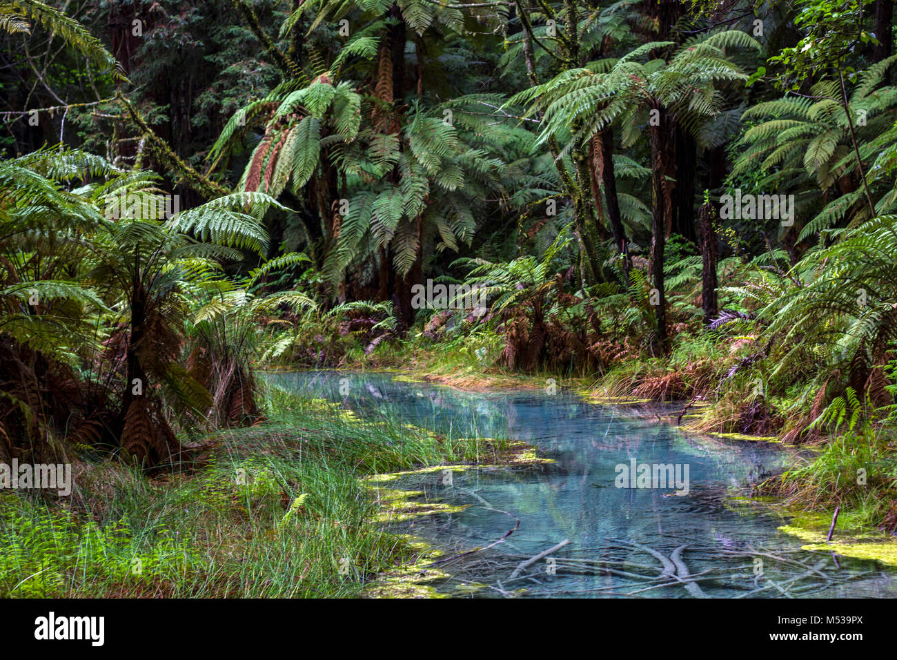 Magical turquoise blue lake in the middle of forest Stock Photo - Alamy