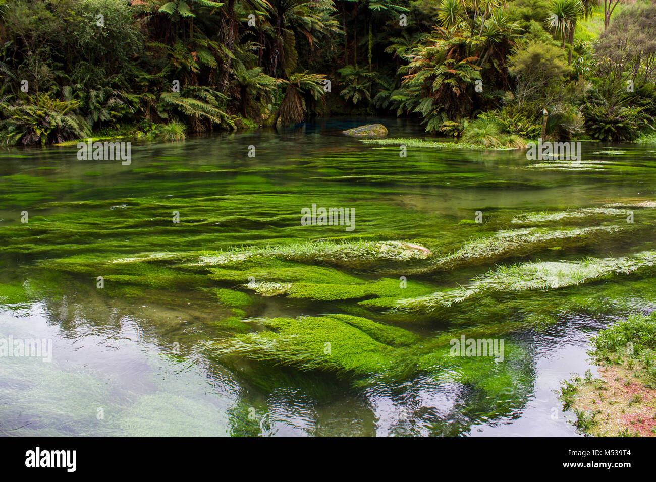 Crystal clear water in New Zealand's Blue Spring surrounded by bright ...