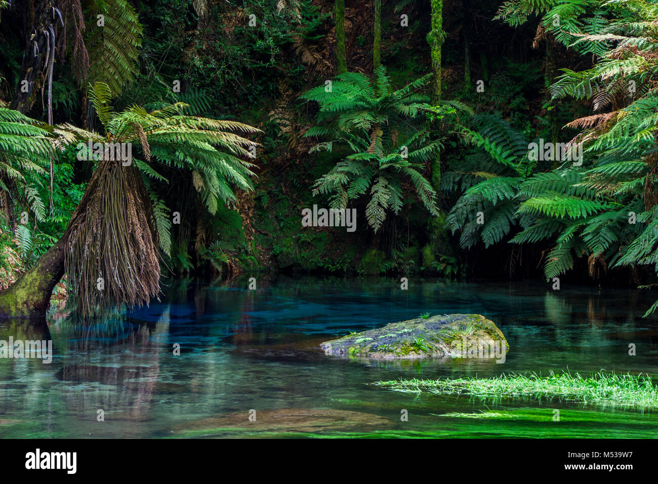 Blue Spring, stunning blue pool, Te Waihou Walkway, New Zealand Stock ...