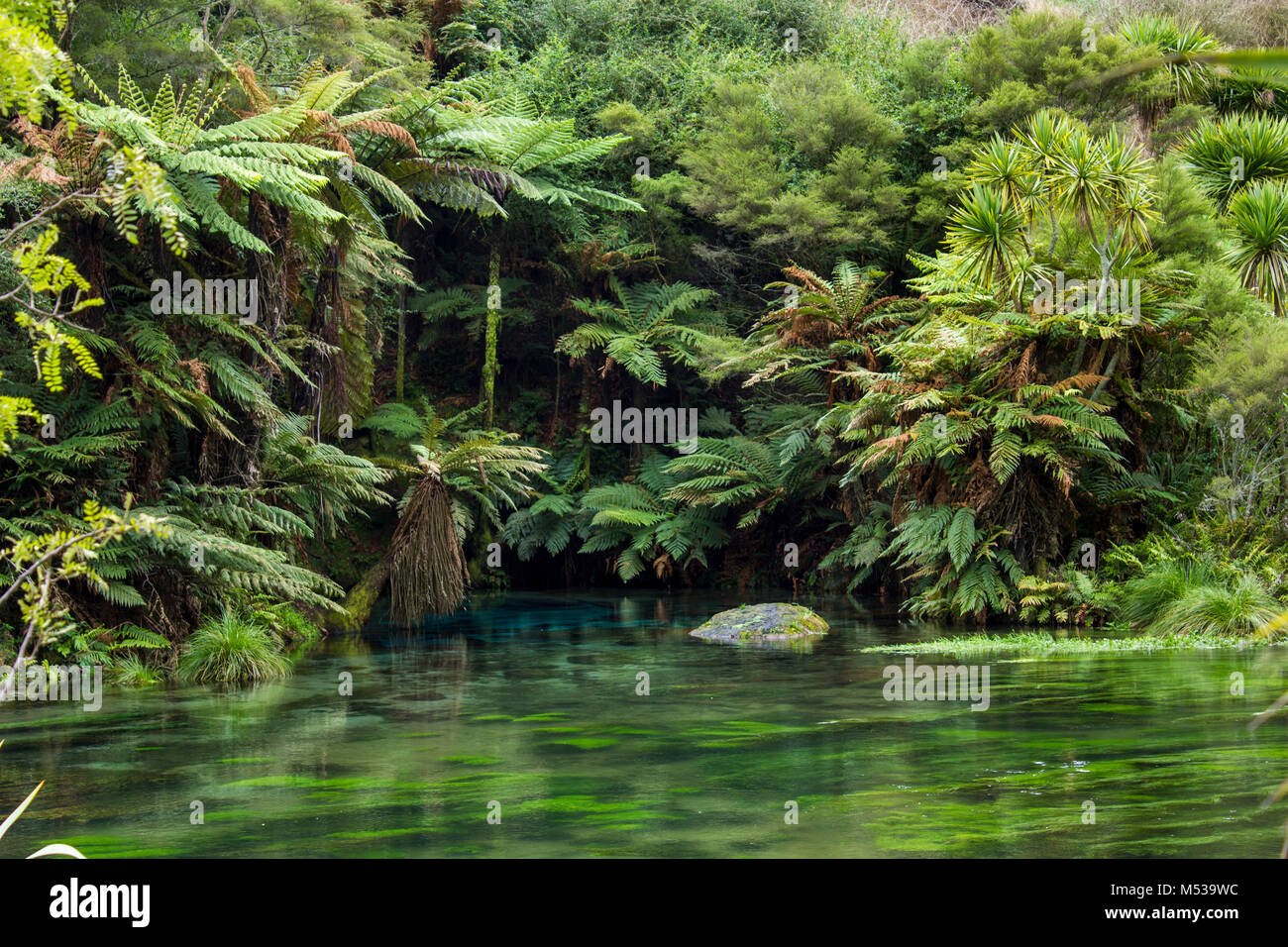 Blue Spring landscape, Te Waihou Walkway, New Zealand Stock Photo - Alamy
