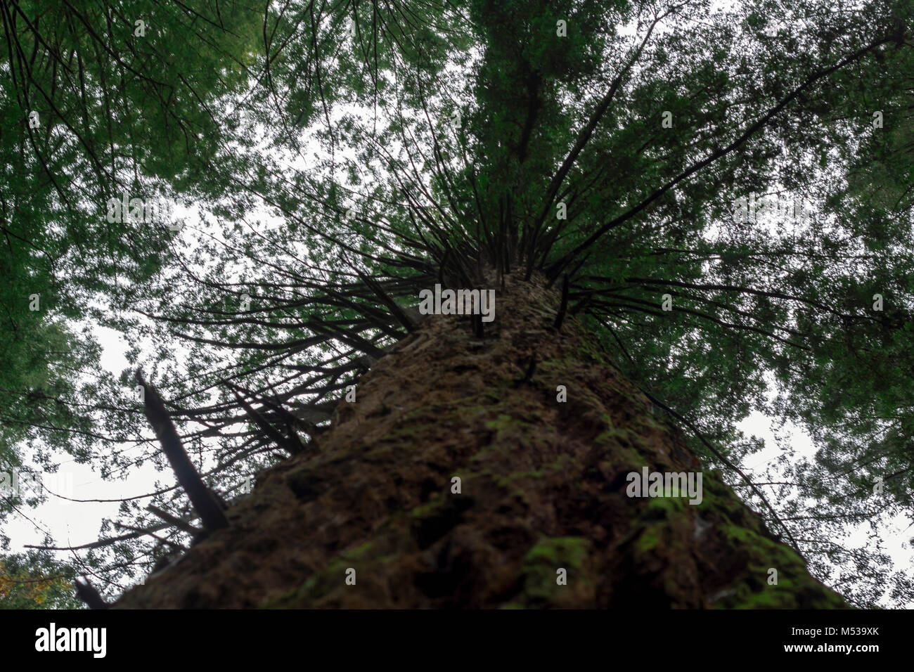 Bottom View of rainforest tree Stock Photo - Alamy
