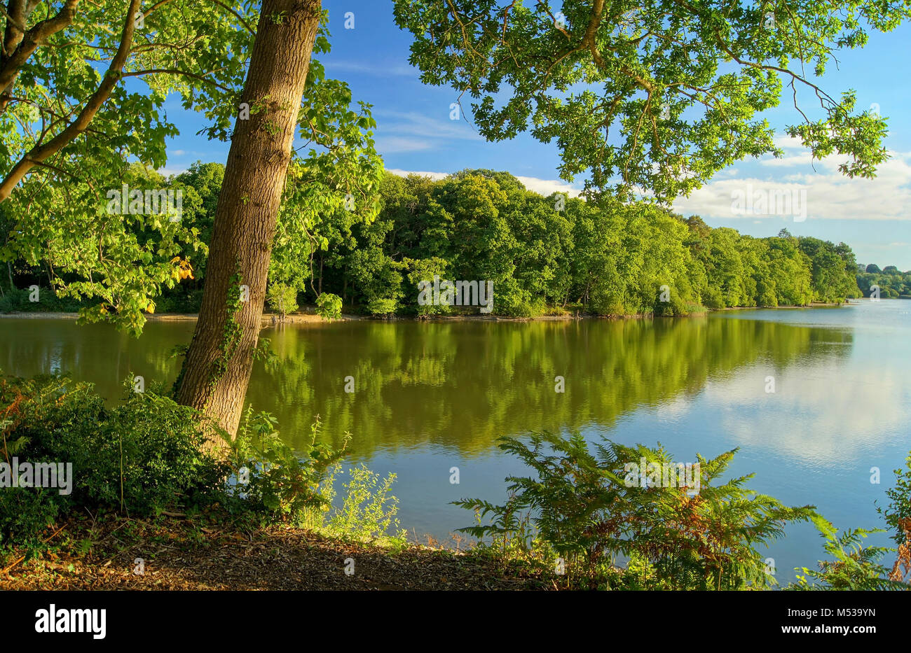 UK, Somerset, Chard Reservoir & Nature Reserve Stock Photo - Alamy