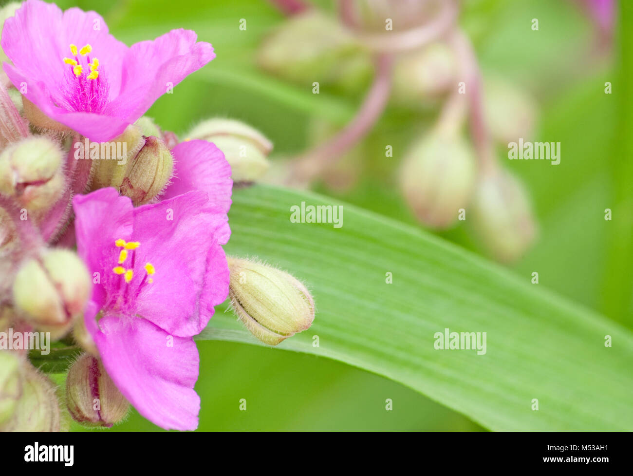 Tradescantia leonora hi-res stock photography and images - Alamy