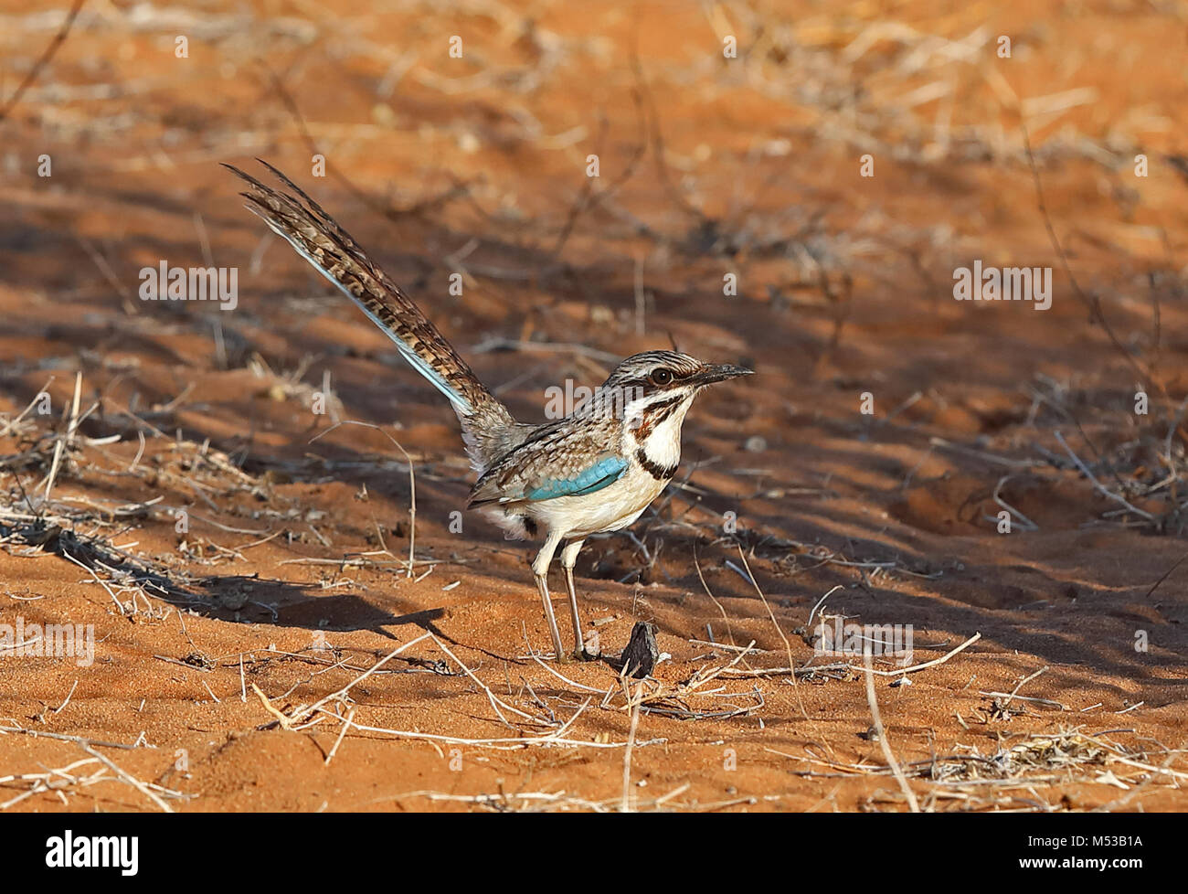 Long tailed ground roller hi-res stock photography and images - Alamy