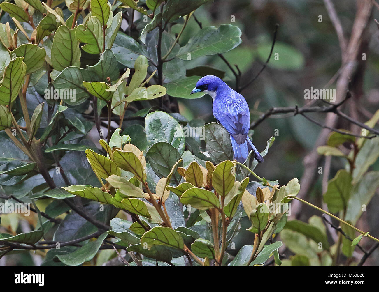 Madagascar Blue Vanga (Cyanolanius madagascarinus) adult perched on ...