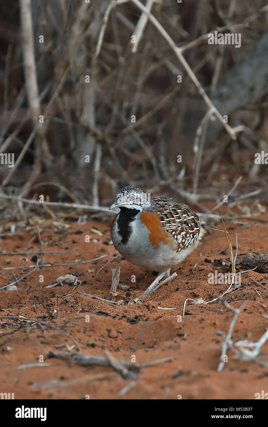 Madagascan Buttonquail (Turnix nigricollis) adult female in Spiny forest, Madagascan Endemic ...