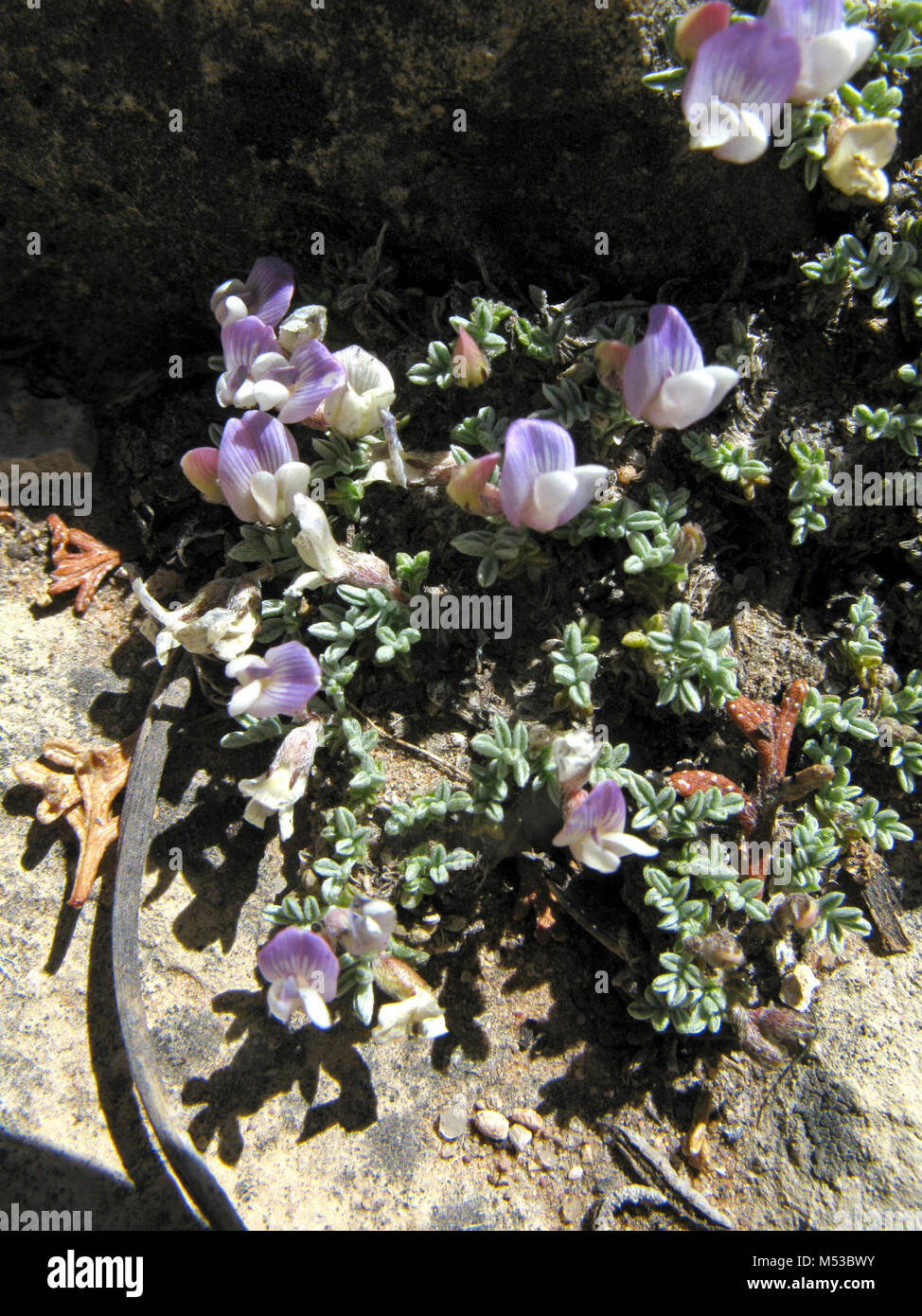 Grand Canyon’s rarest plant, sentry milk-vetch (Astragalus cremnophylax ...