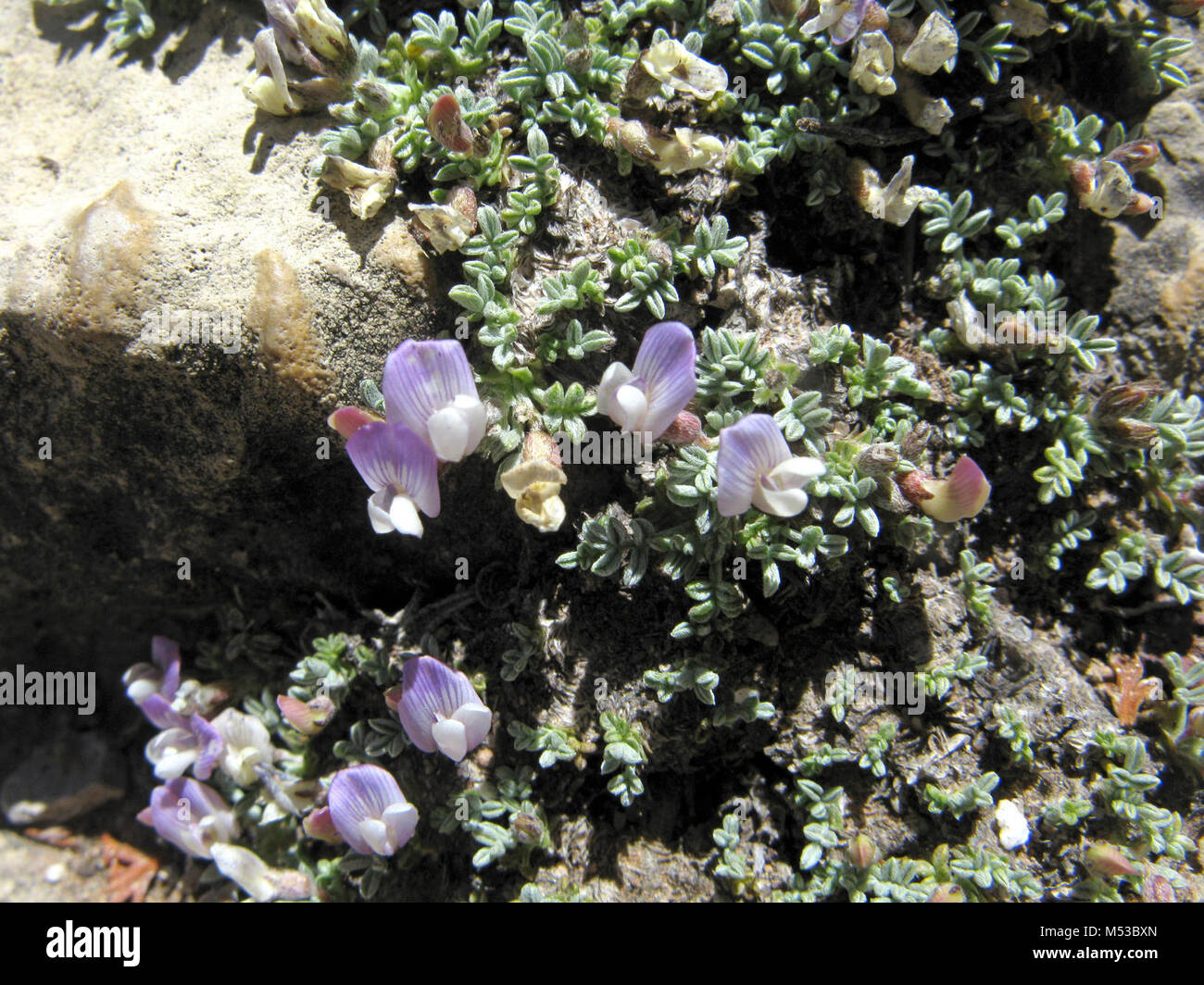 Grand Canyon’s rarest plant, sentry milk-vetch (Astragalus cremnophylax ...