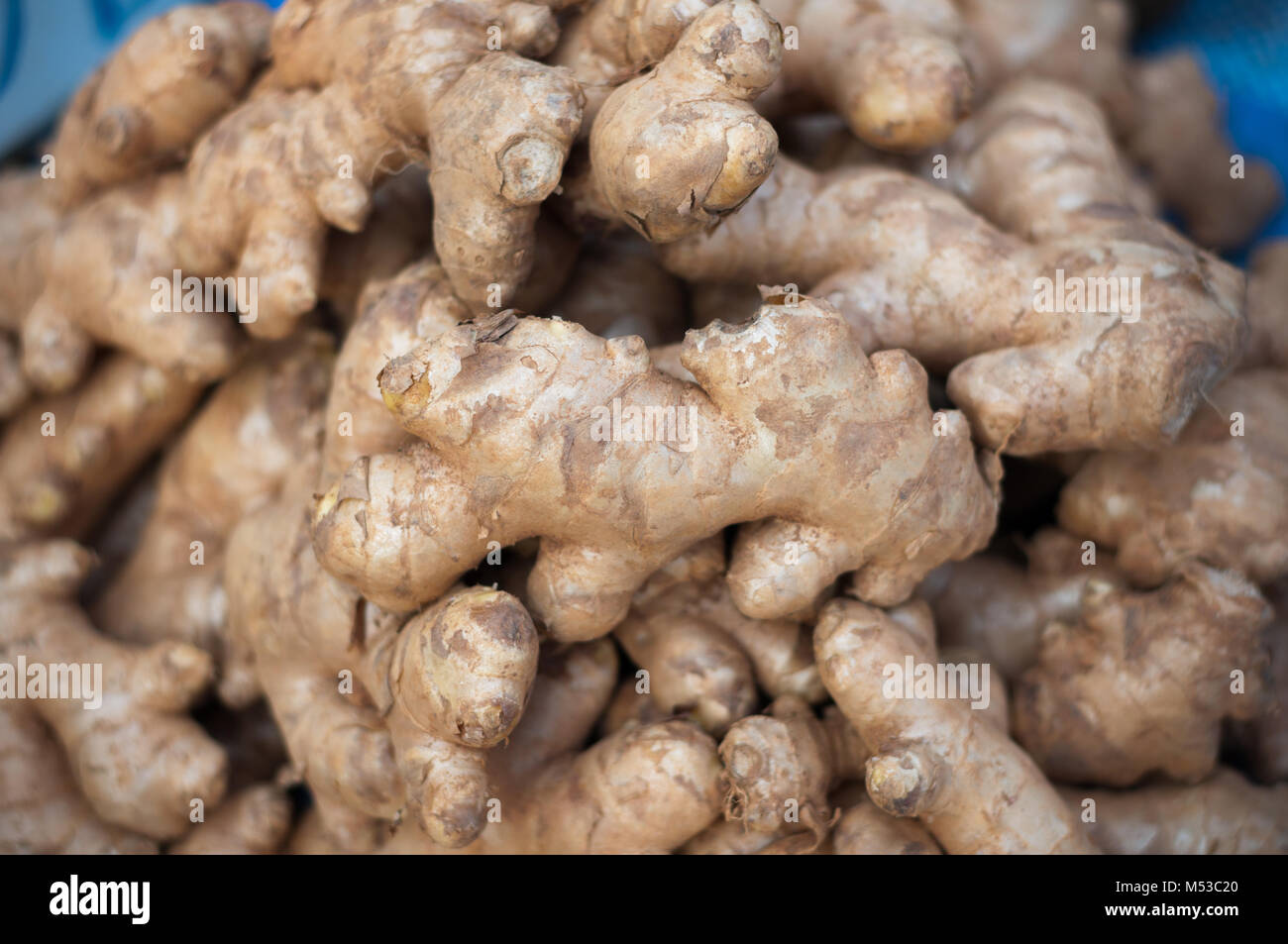 Ginger plant close up view hi-res stock photography and images - Alamy