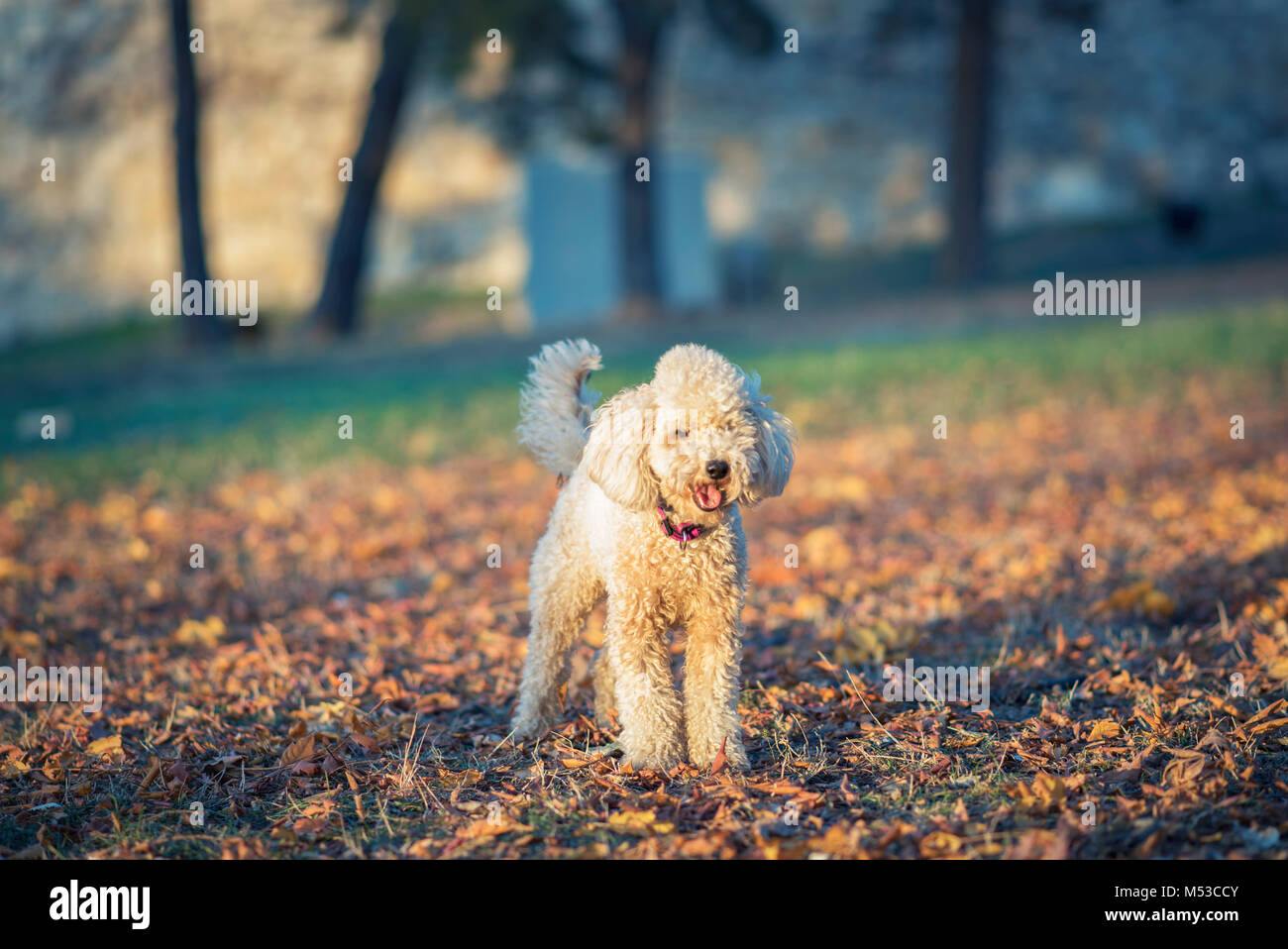One cute miniature poodle, sunset in a park Stock Photo - Alamy