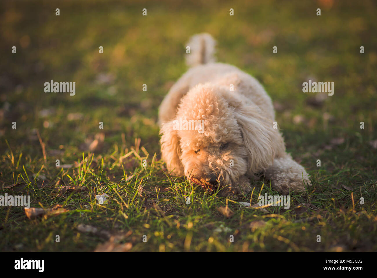 One cute miniature poodle, sunset in a park Stock Photo - Alamy