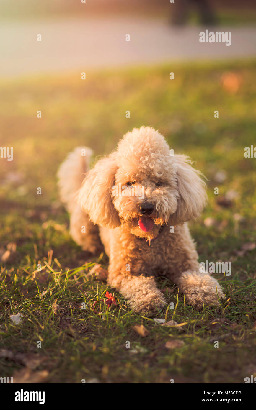 One cute miniature poodle, sunset in a park Stock Photo - Alamy