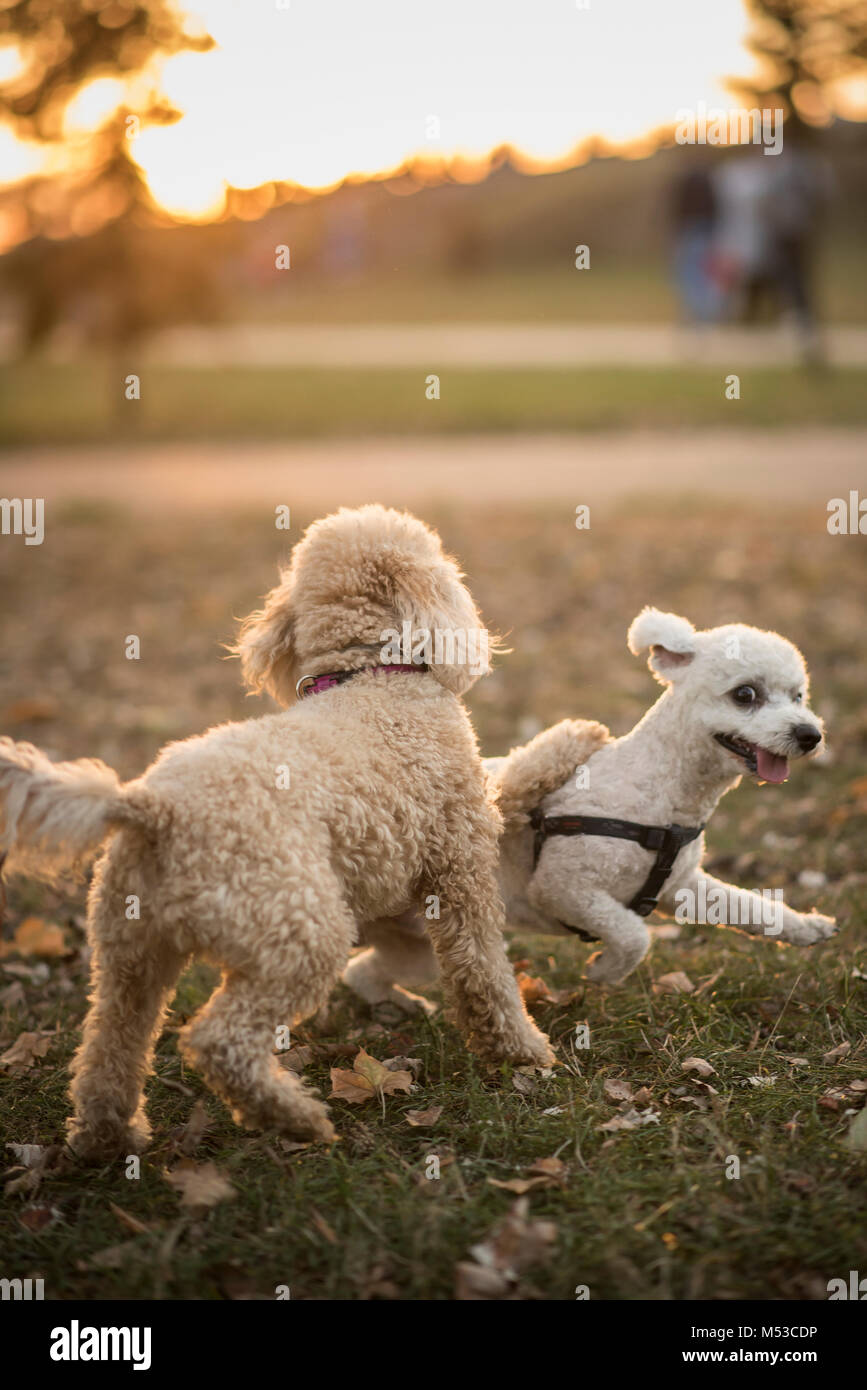 Cute miniature poodles playing in the park Stock Photo - Alamy