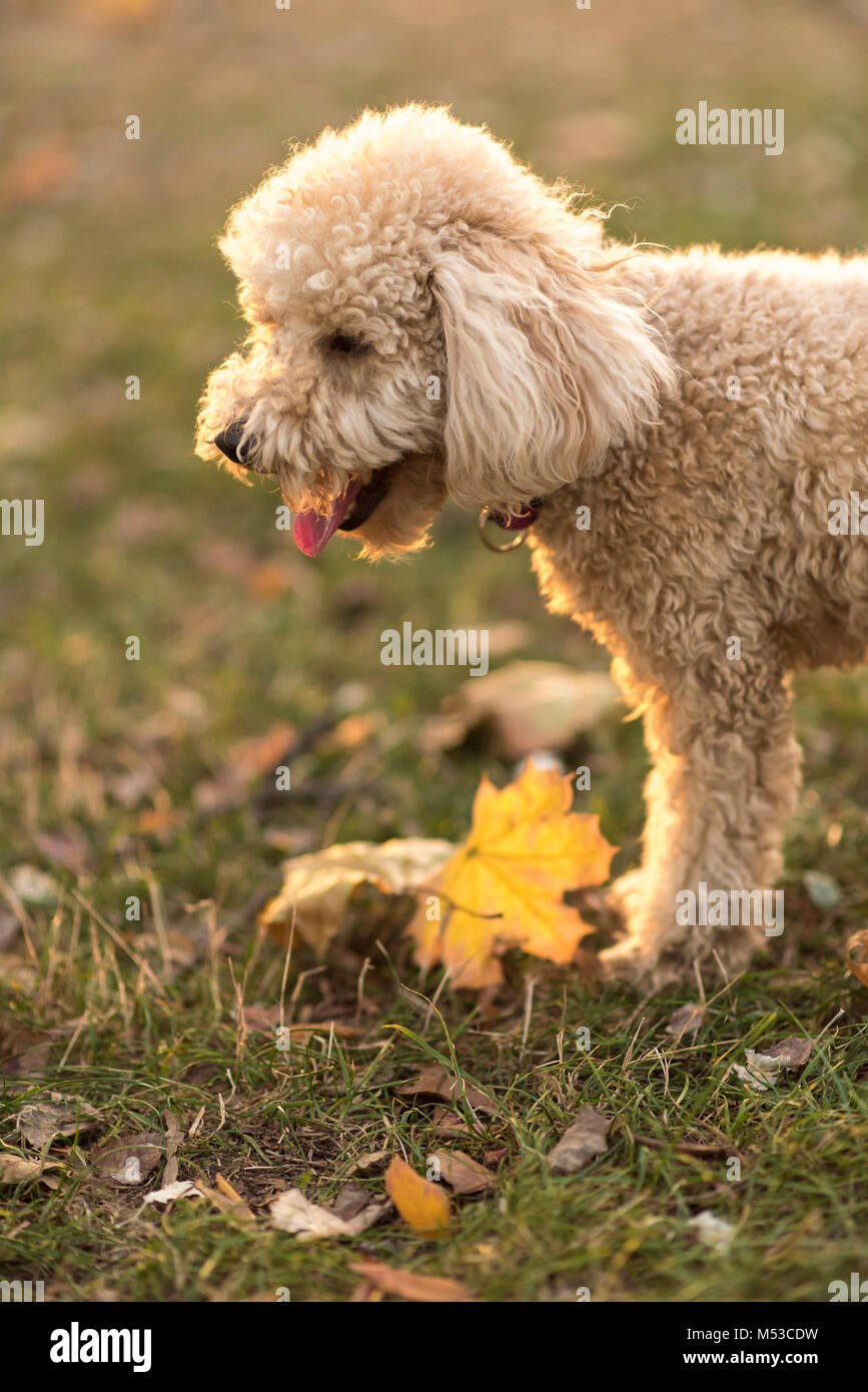 White miniature poodle, sunset in a park Stock Photo - Alamy