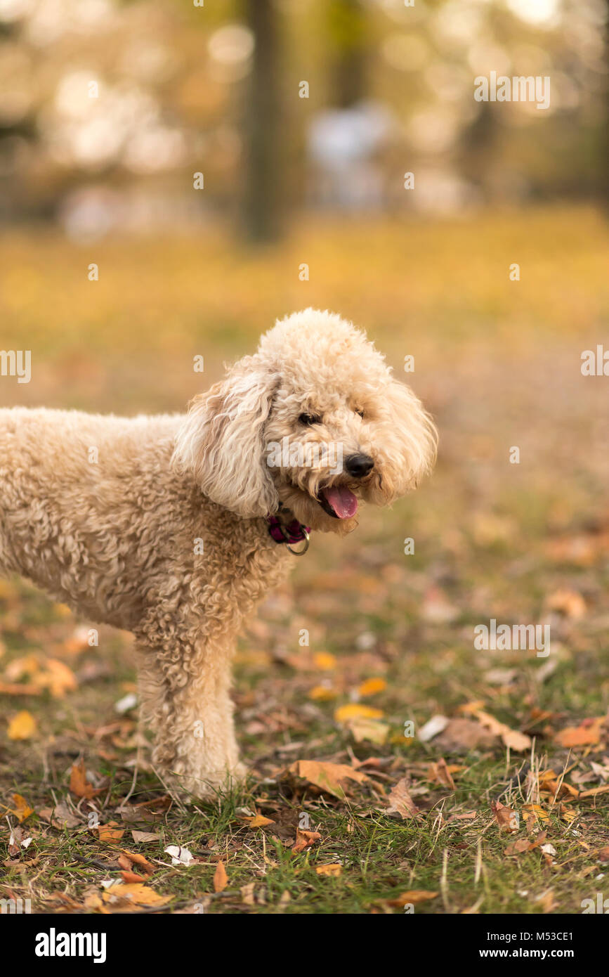 White miniature poodle, sunset in a park Stock Photo - Alamy