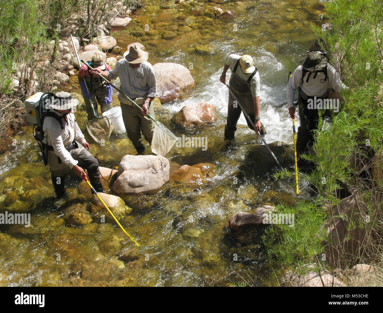 Grand Canyon Humpback Chub Translocation to Shinumo Creek. 2010 ...