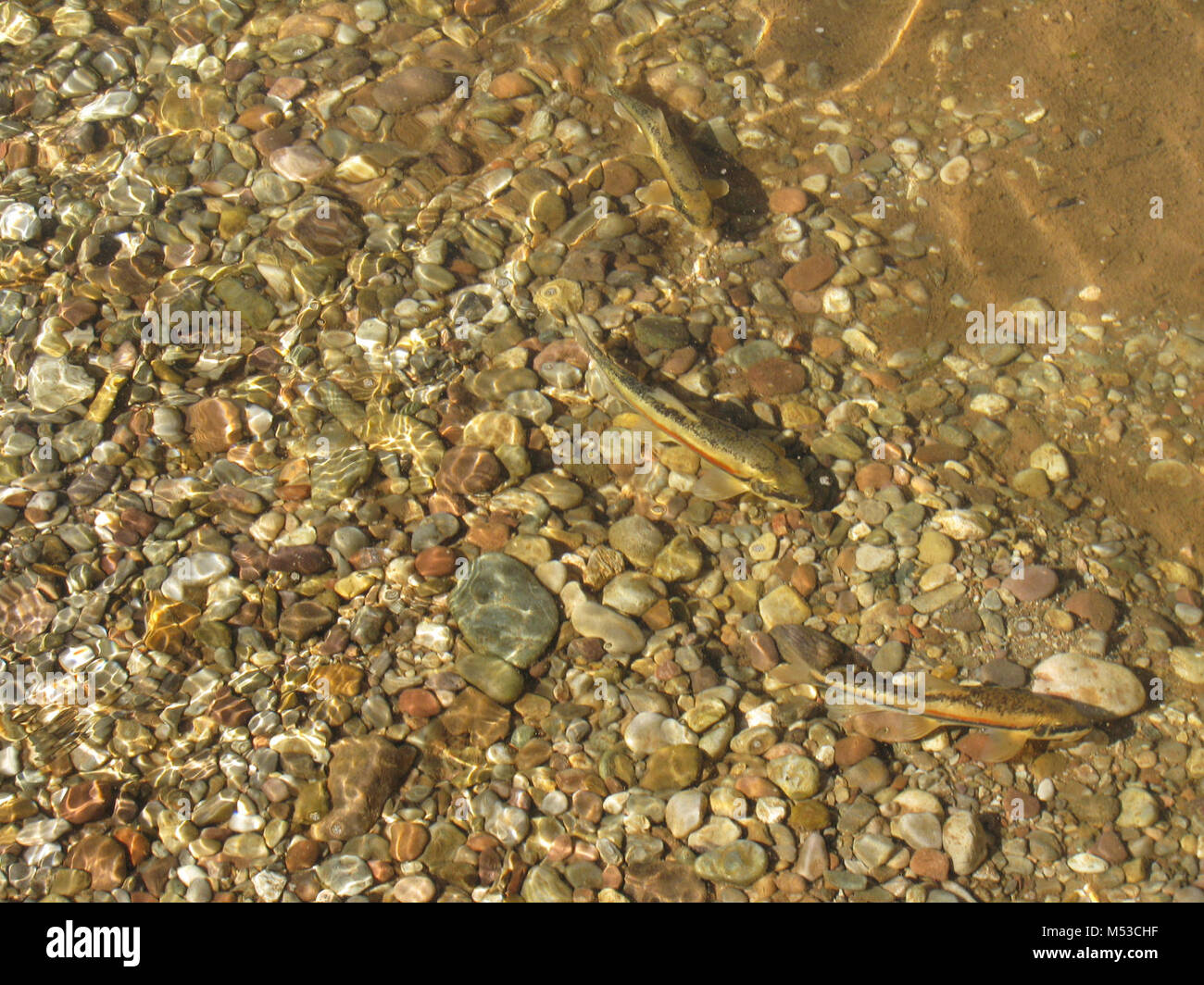 Grand CanyonHumpback Chub Translocation in Shinumo Creek. 2010 Humpback ...