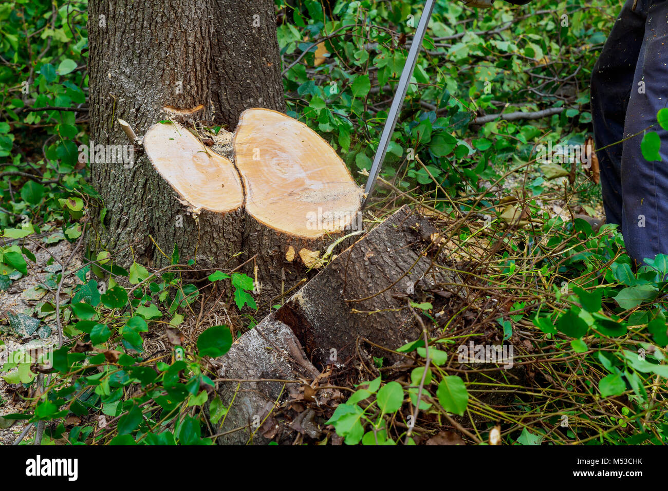 Man cuts tree with chainsaw, concept of deforestation. Selective focus ...