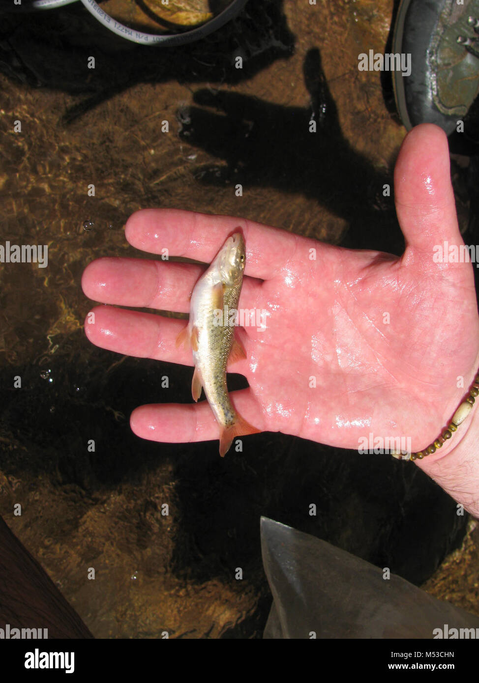 Grand CanyonHumpback Chub Translocation in Shinumo Creek. 2010 Humpback ...