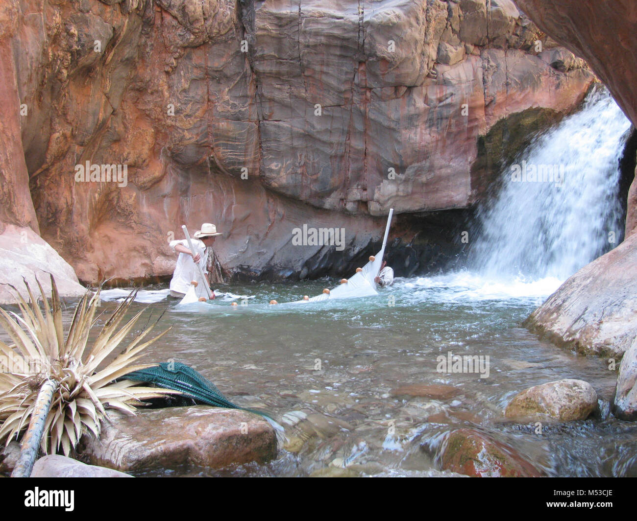 Grand CanyonHumpback Chub Translocation in Shinumo Creek. 2010 Humpback ...