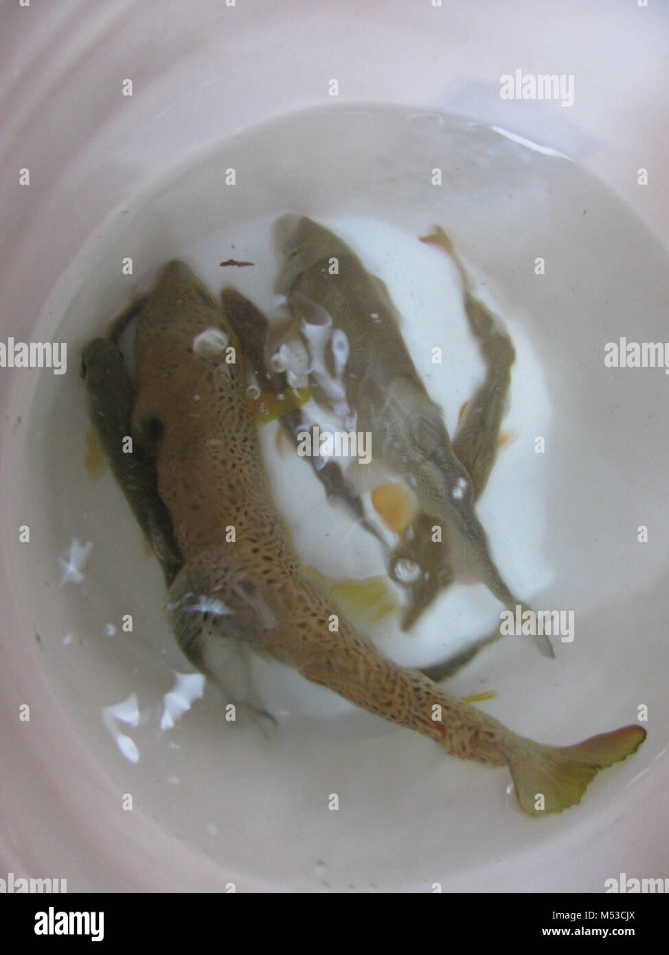 Grand CanyonHumpback Chub Translocation in Shinumo Creek. 2010 Humpback ...