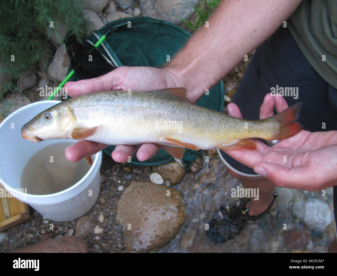 Grand Canyon Humpback Chub Translocation to Shinumo Creek. 2010 ...