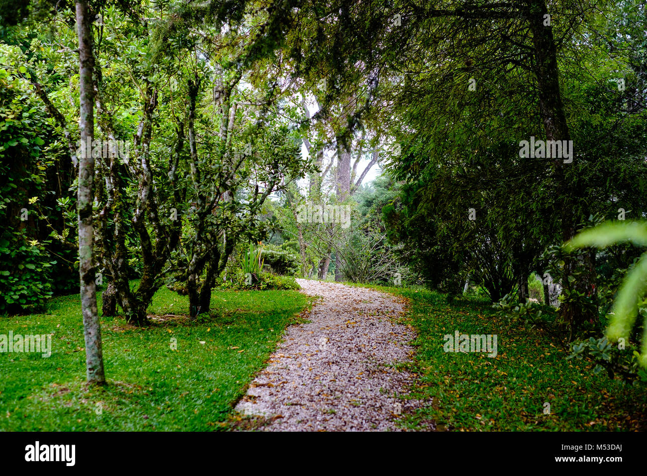 Backyard patio surrounded by trees hi-res stock photography and images ...
