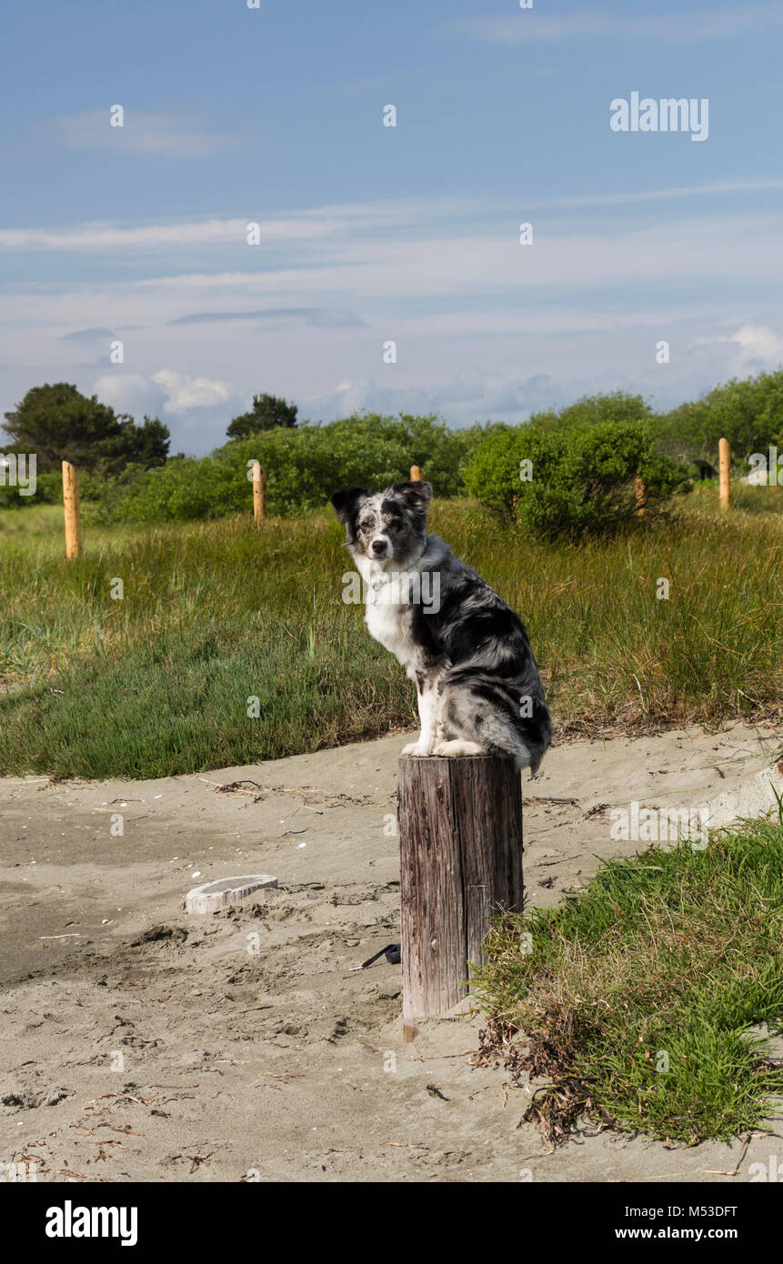 Australian Shepherd dog sitting on a stump at the beach Stock Photo - Alamy