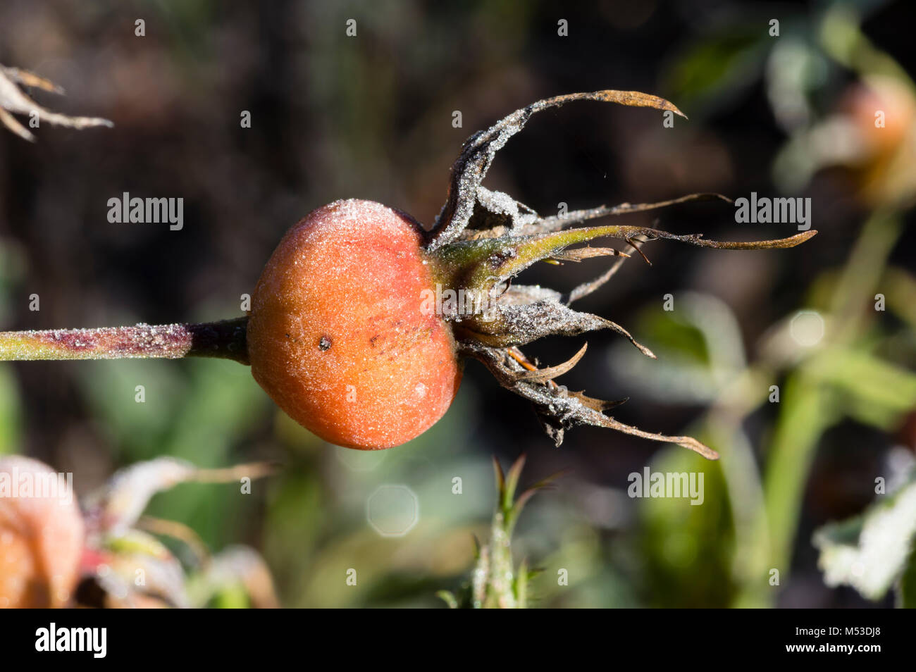 Rose Seed Pods High Resolution Stock Photography and Images - Alamy