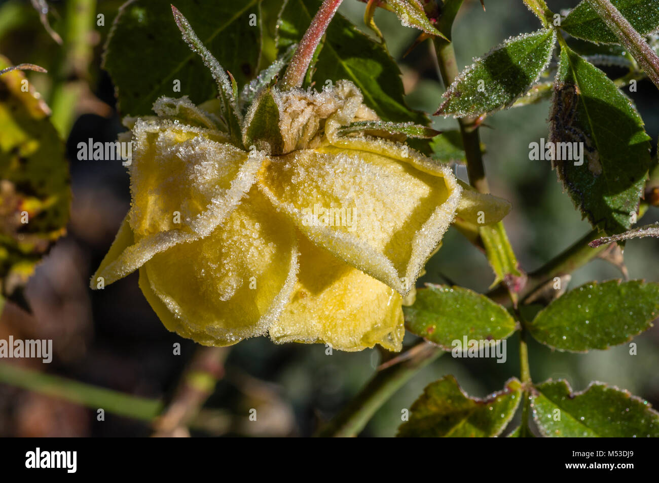 Yellow rose with frozen ice crystals covering the petals Stock Photo ...