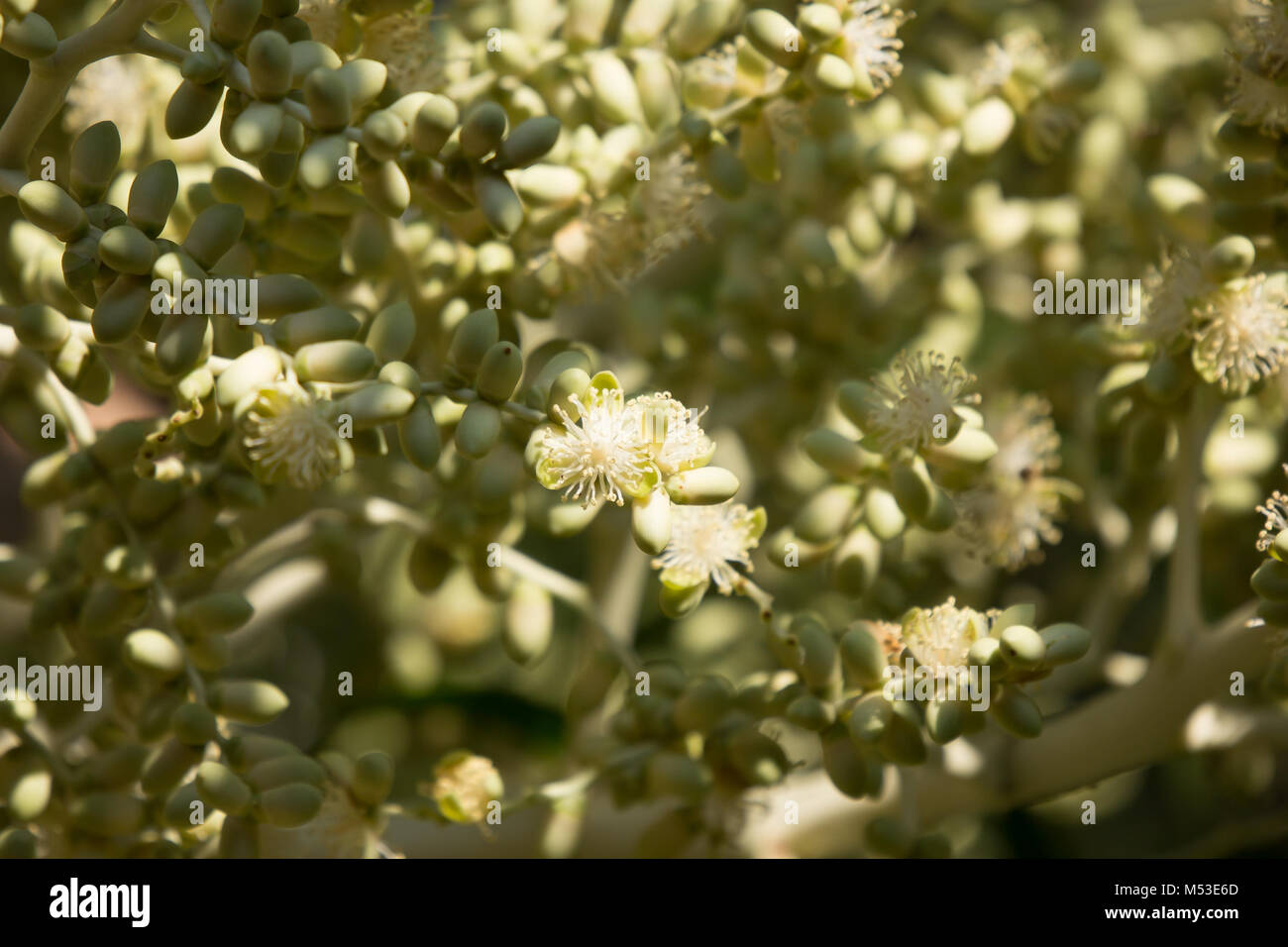Acai plantation hi-res stock photography and images - Alamy