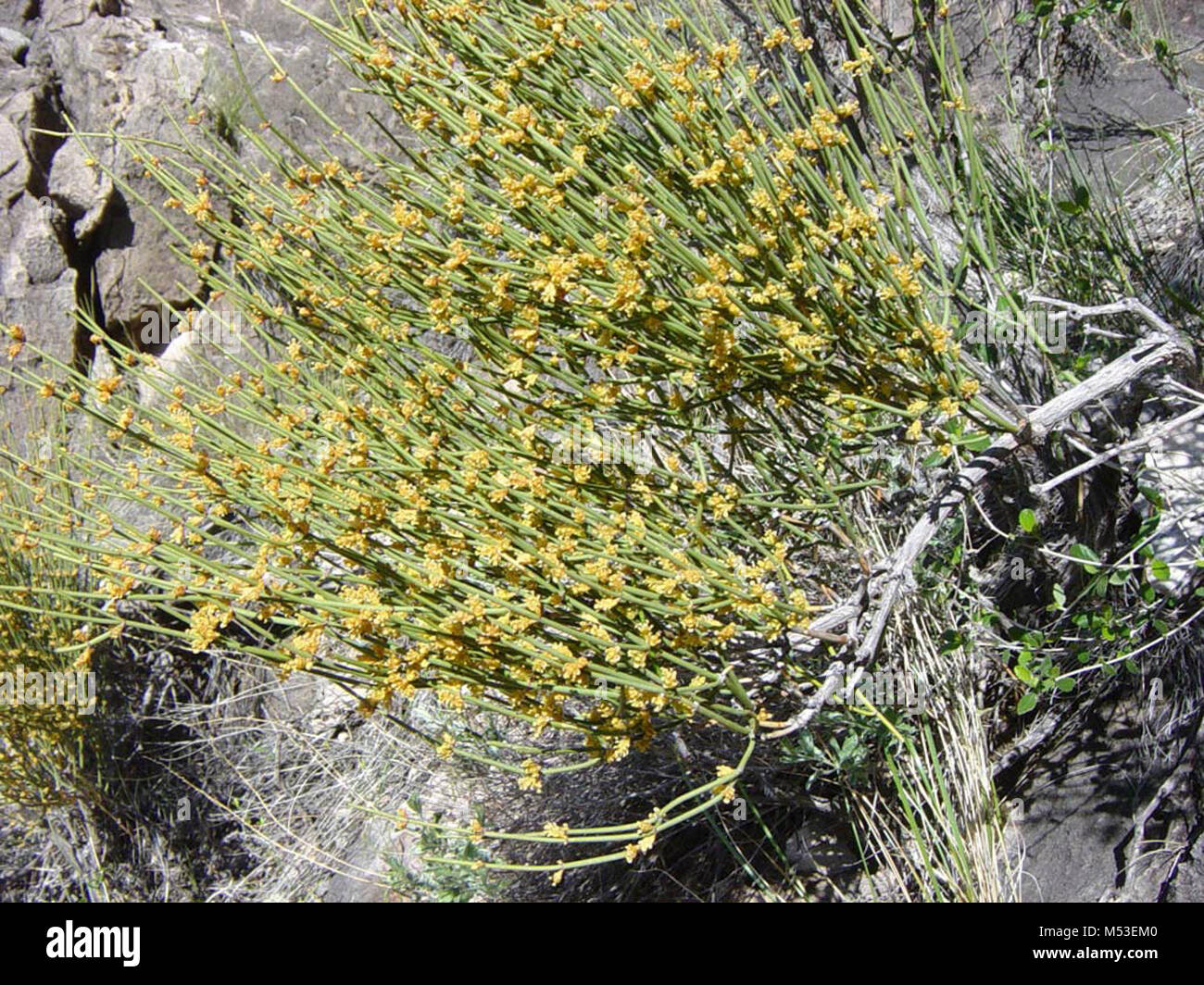 Mormon Tea - Ephedra viridis Covillepg Stock Photo - Alamy