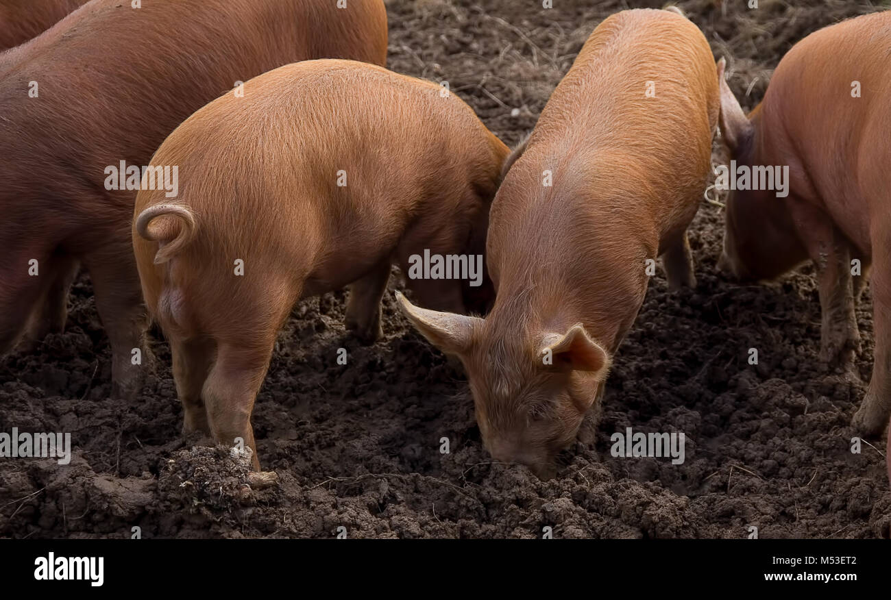 British Tamworth Pigs. Piglets foraging in the mud on a farm in ...