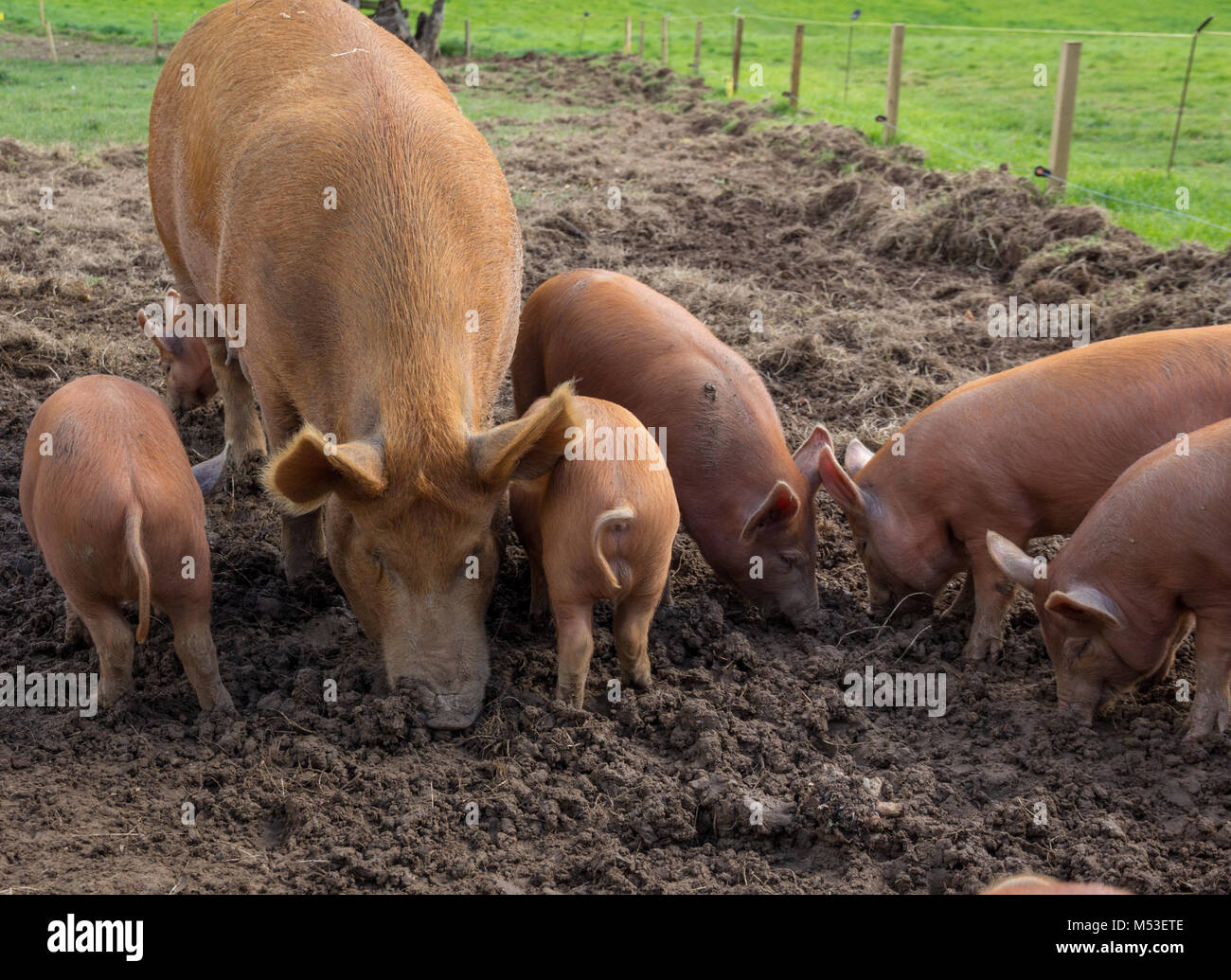 Tamworth Pigs High Resolution Stock Photography and Images - Alamy