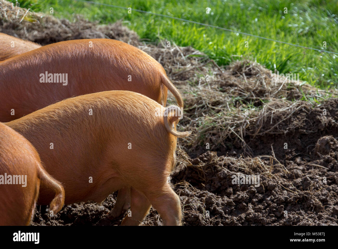 British Tamworth Pigs. Piglets foraging in the mud on a farm in ...